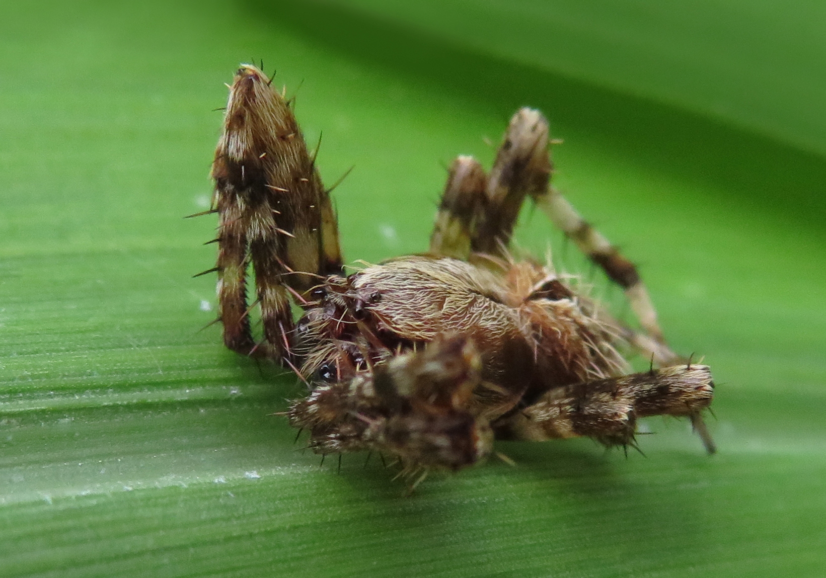 Spider - Bali Wildlife
