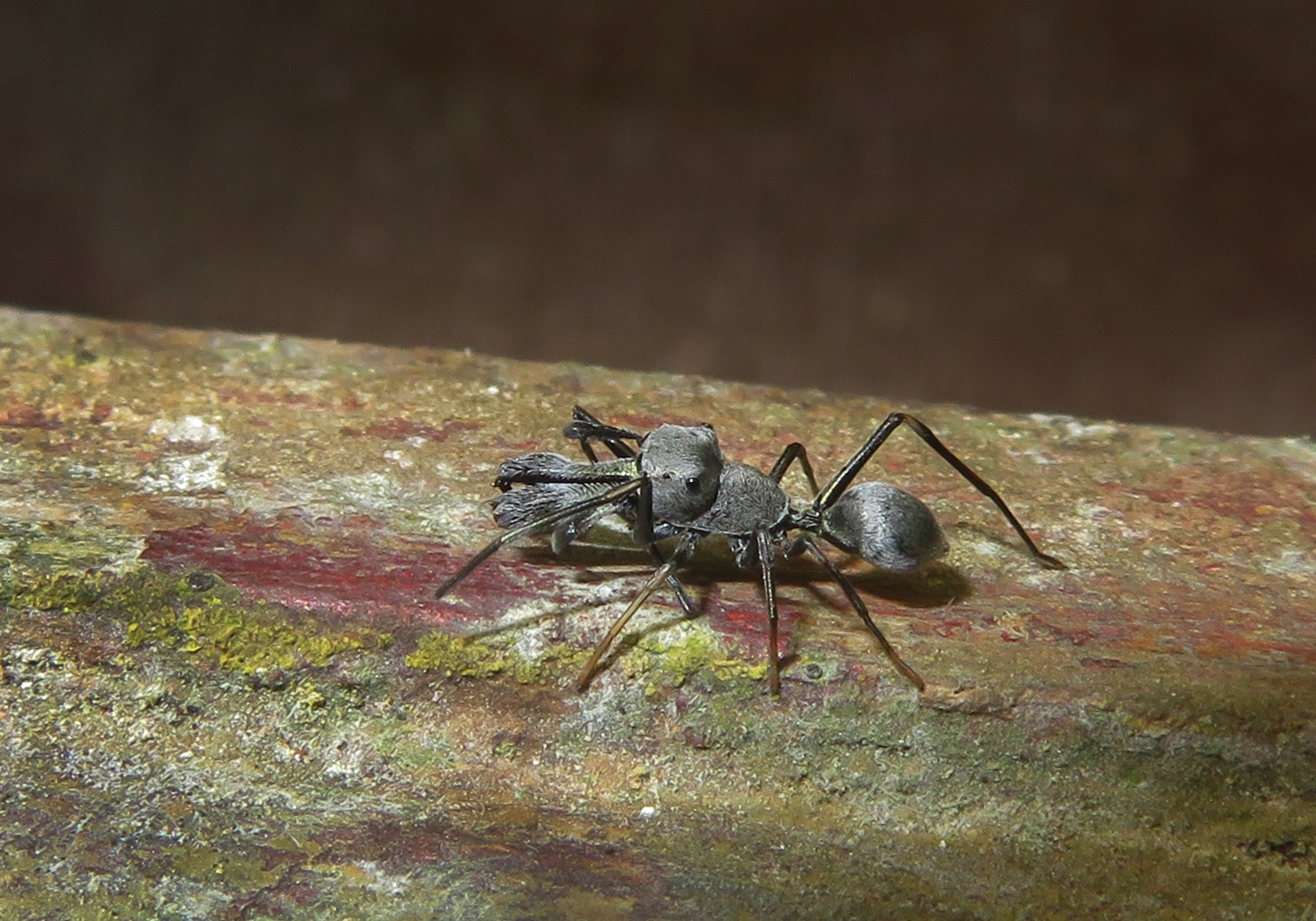Spider - Bali Wildlife