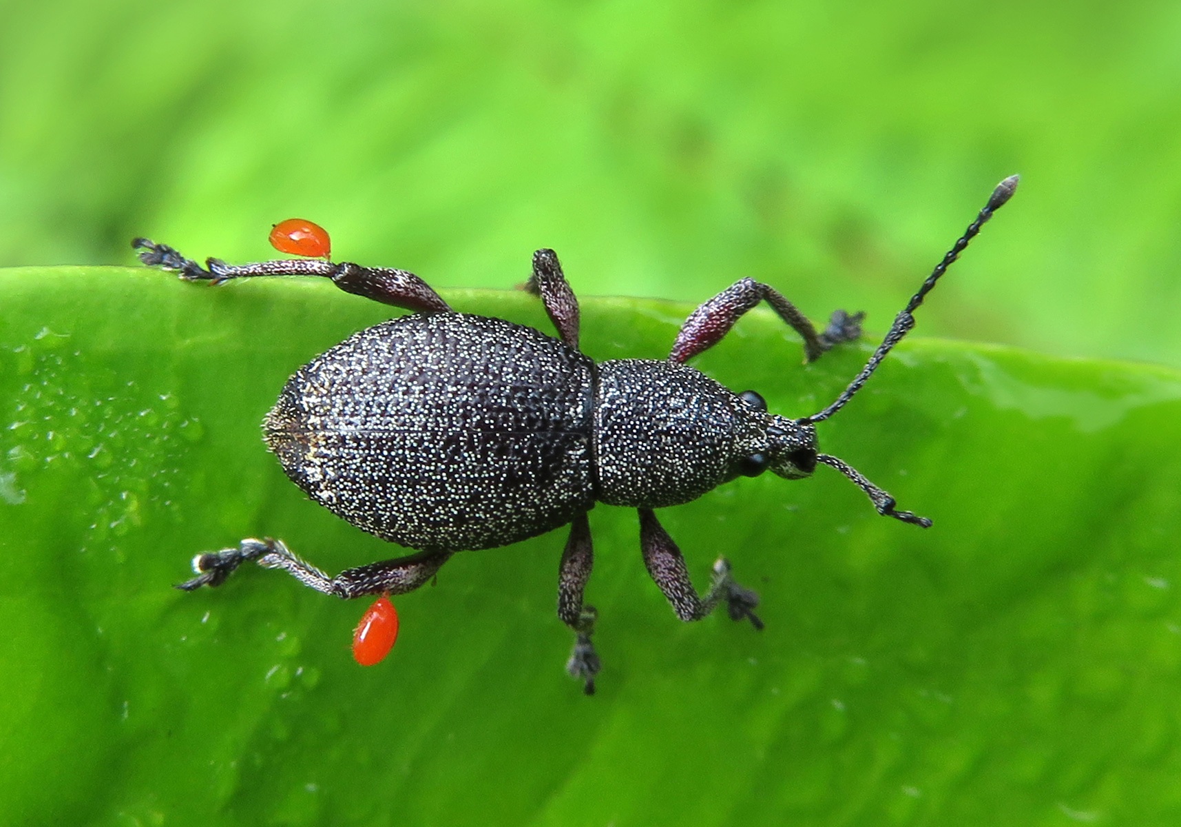 Broad-nosed Weevils (Order Coleoptera) - Bali Wildlife