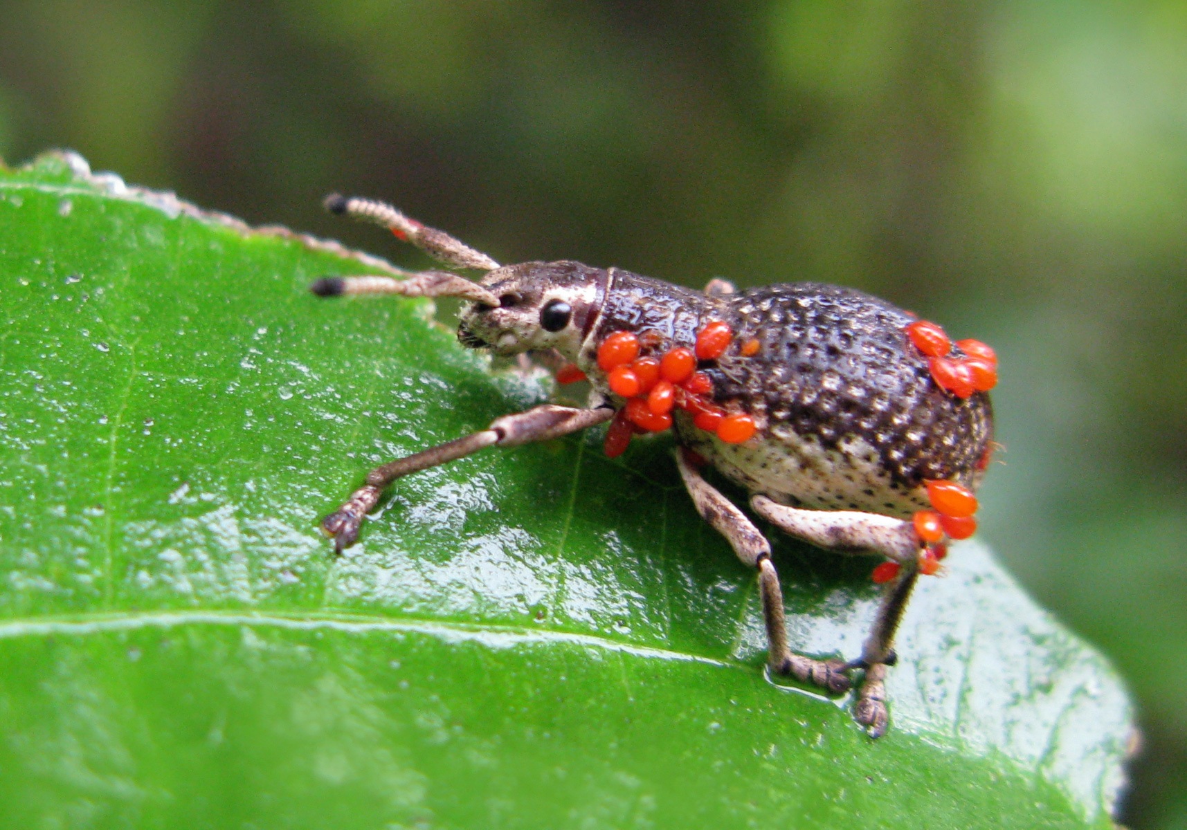 Broad-nosed Weevils () - Bali Wildlife