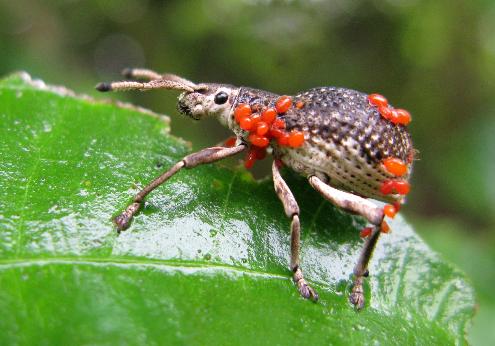 Broad-nosed Weevils () - Bali Wildlife