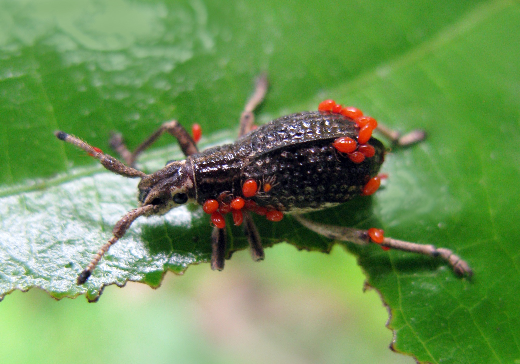 Broad-nosed Weevils () - Bali Wildlife