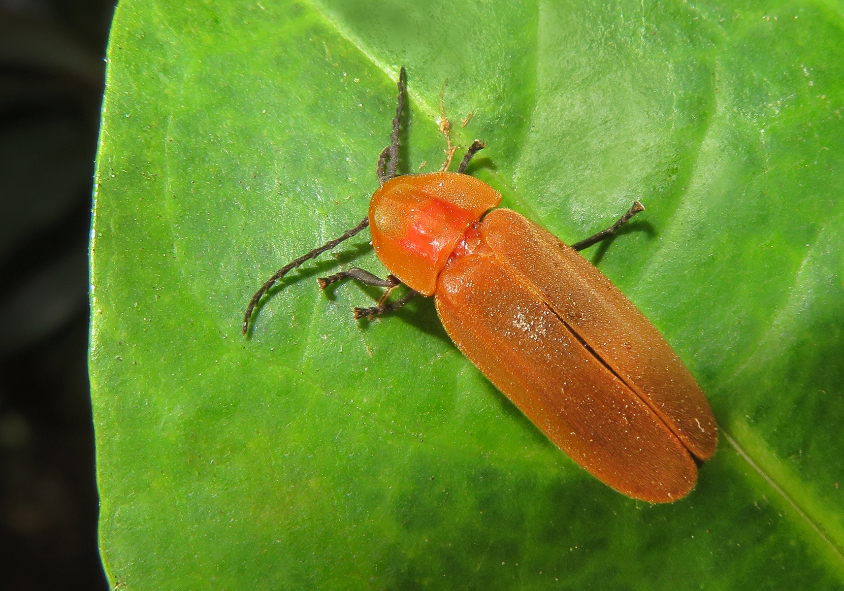 Fireflies (Family Lampyridae) - Bali Wildlife