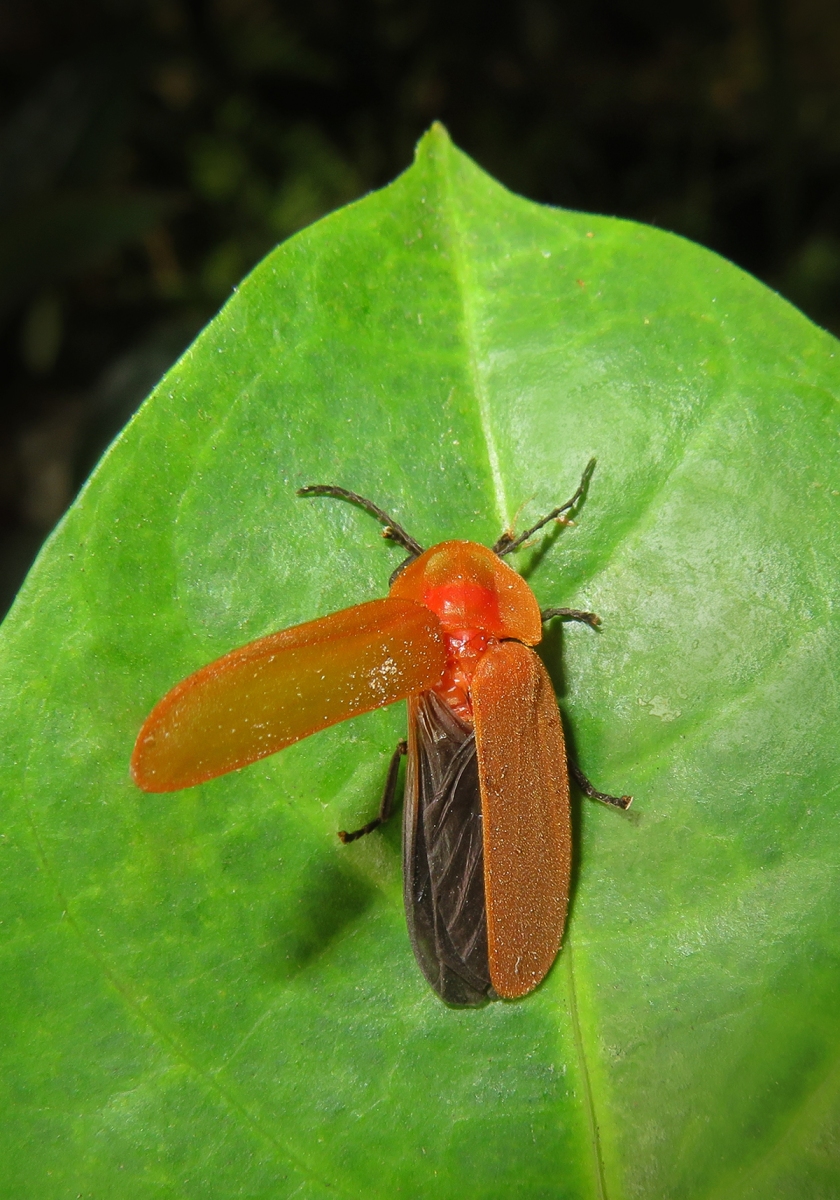 Fireflies (Family Lampyridae) - Bali Wildlife