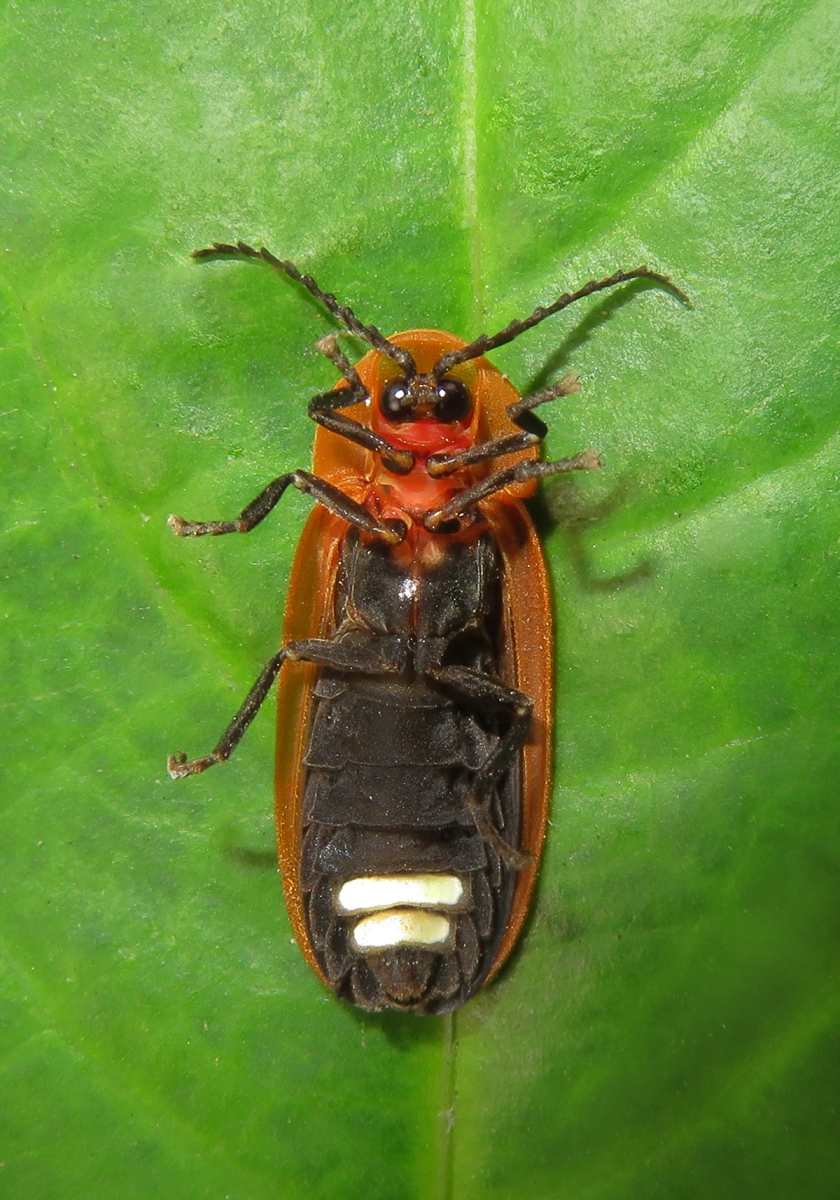 Fireflies (Family Lampyridae) - Bali Wildlife