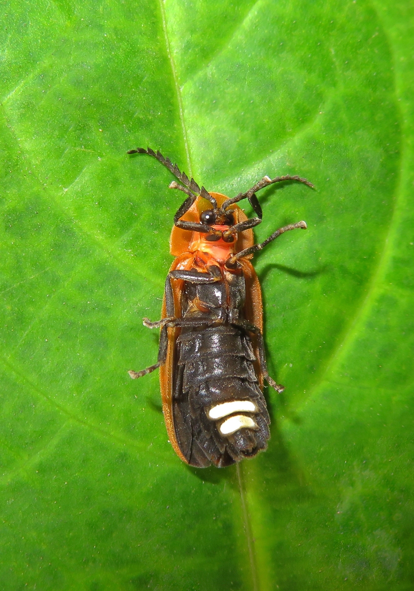 Fireflies (Family Lampyridae) - Bali Wildlife