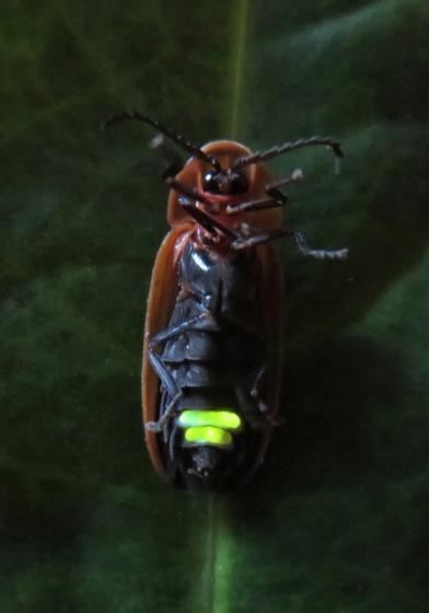 Fireflies (Family Lampyridae) - Bali Wildlife