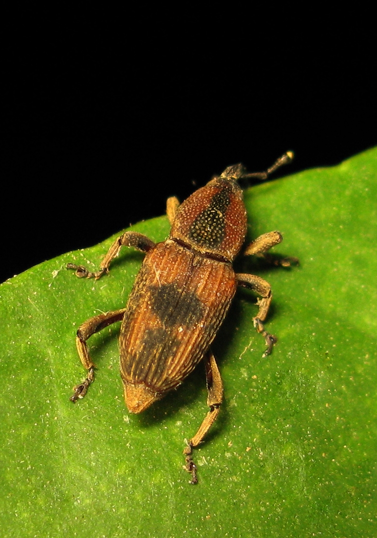True Weevils (Family Curculionidae) - Bali Wildlife