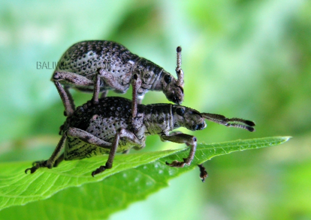 Broad-nosed Weevils (Family Curculionidae) - Bali Wildlife