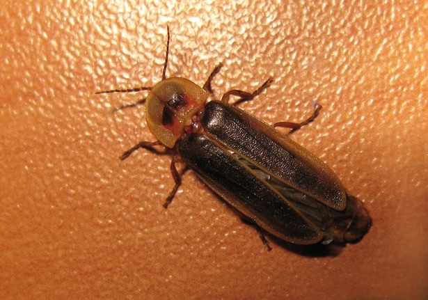 Kunang-Kunang (Family Lampyridae) - Bali Wildlife