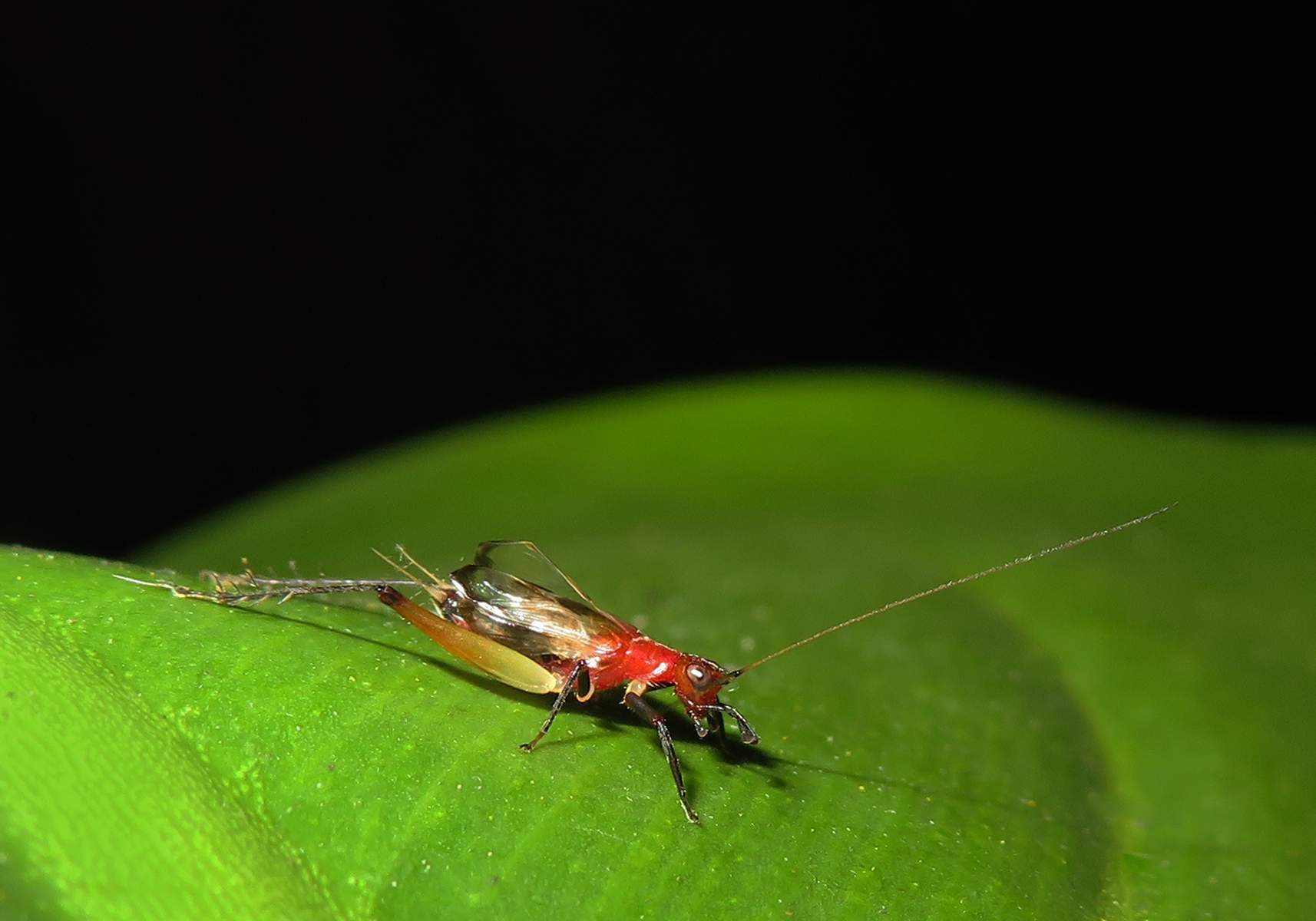 Crickets (Order Orthoptera) - Bali Wildlife