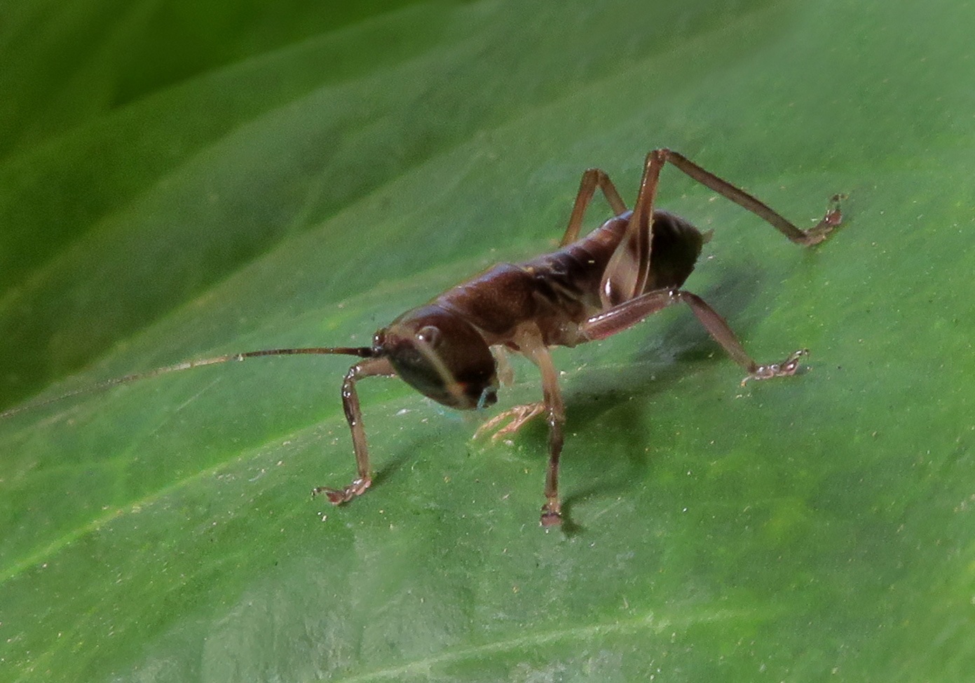 Katydid (Family Tettigoniidae) - Bali Wildlife