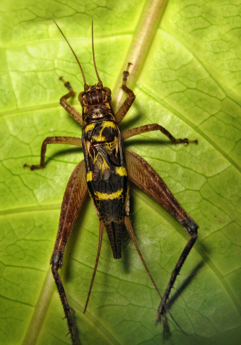 True Cricket (Family Gryllidae) - Bali Wildlife
