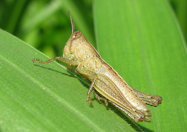 Short-horned Grasshoppers (Family Acrididae) - Bali Wildlife