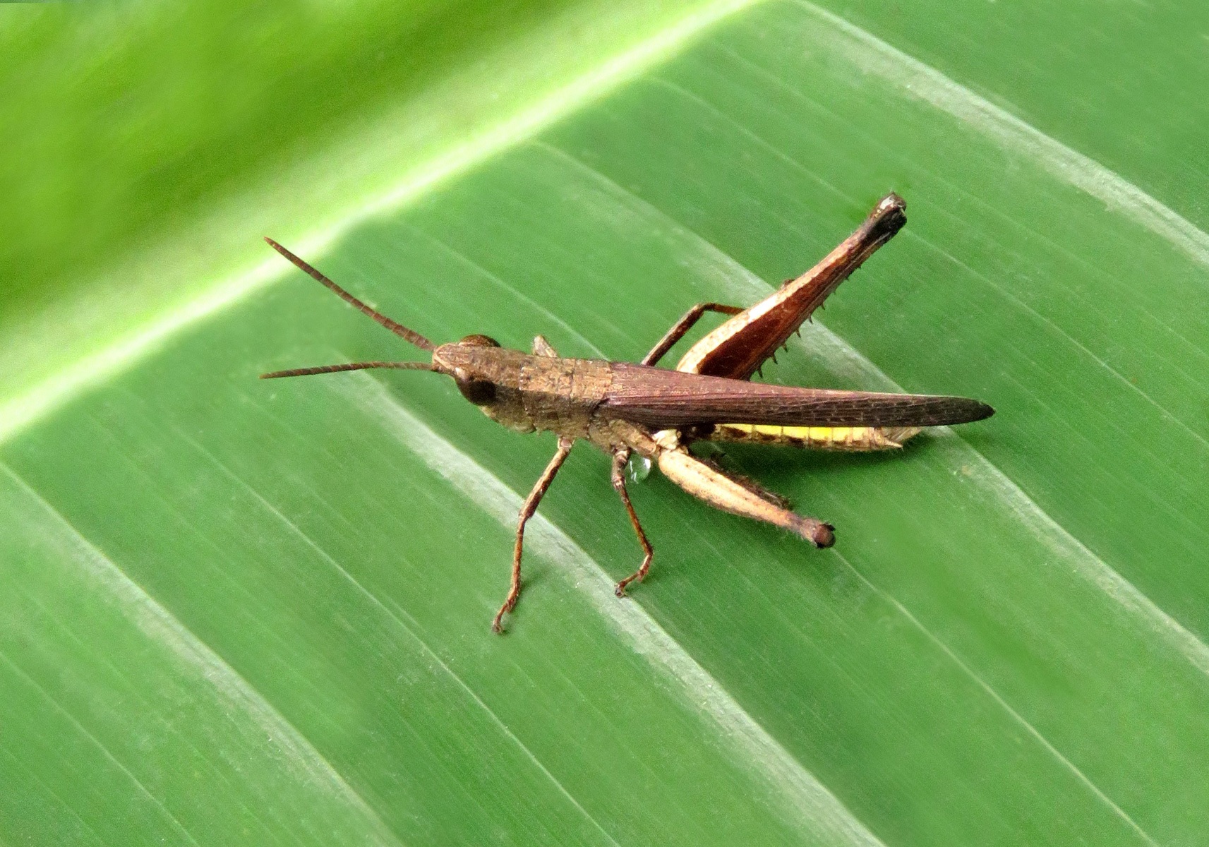 Silent Slant-Faced Grasshopper (Family Acrididae) - Bali Wildlife