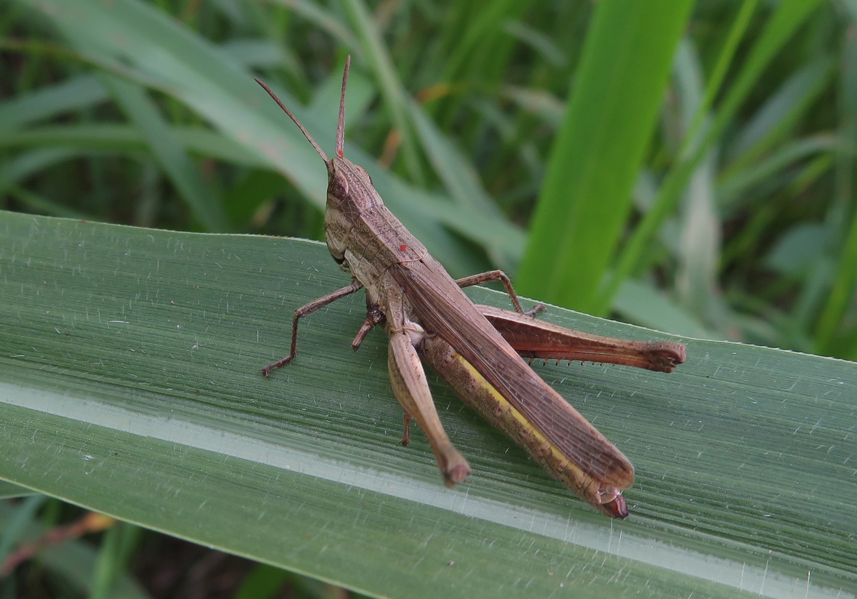 Silent Slant-Faced Grasshopper (Family Acrididae) - Bali Wildlife