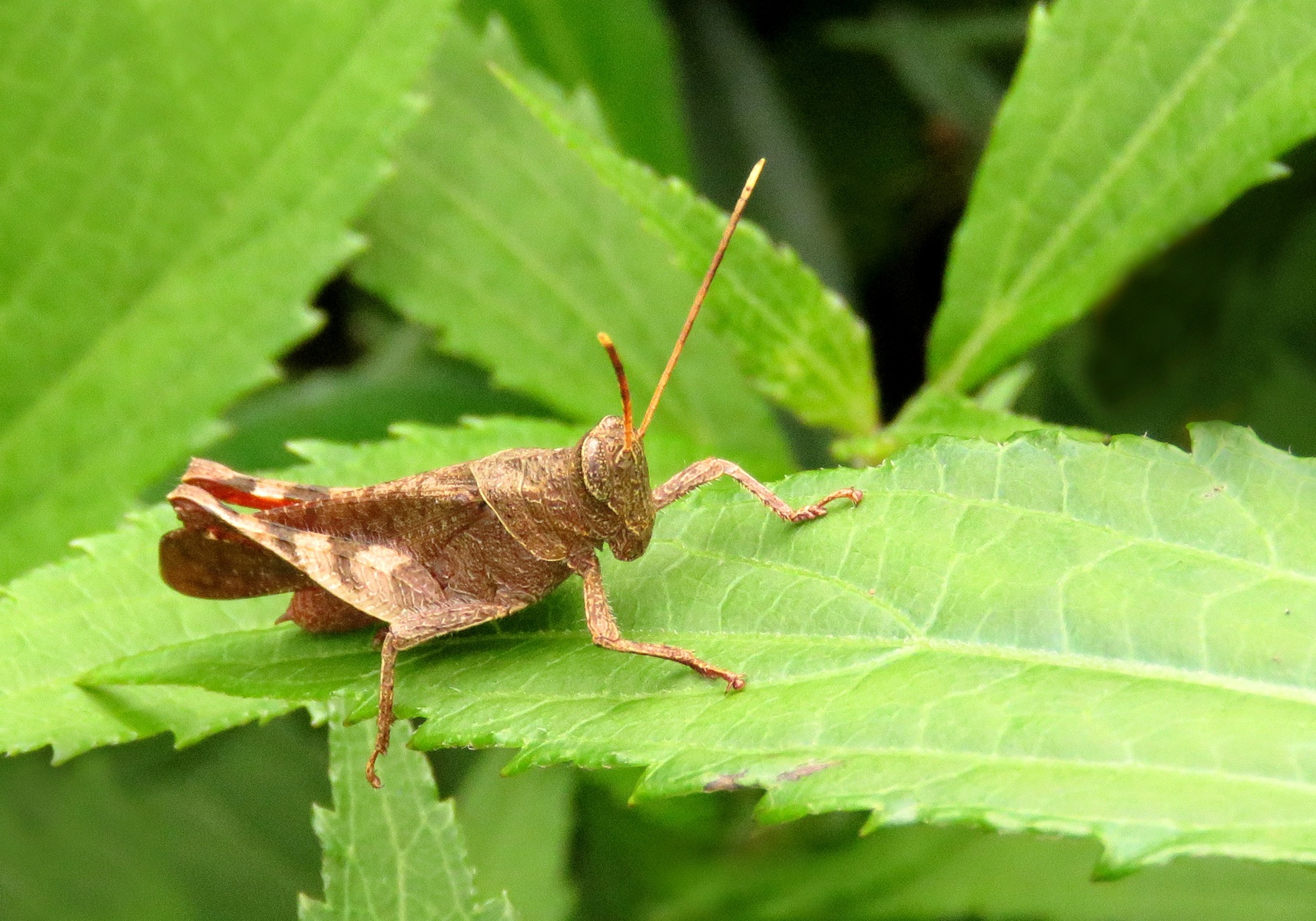 Acrididae Family