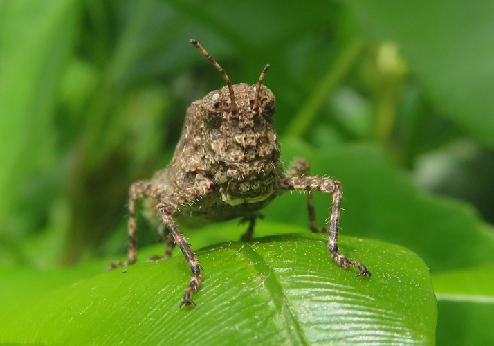 Carinate Locust (Family Acrididae) - Bali Wildlife