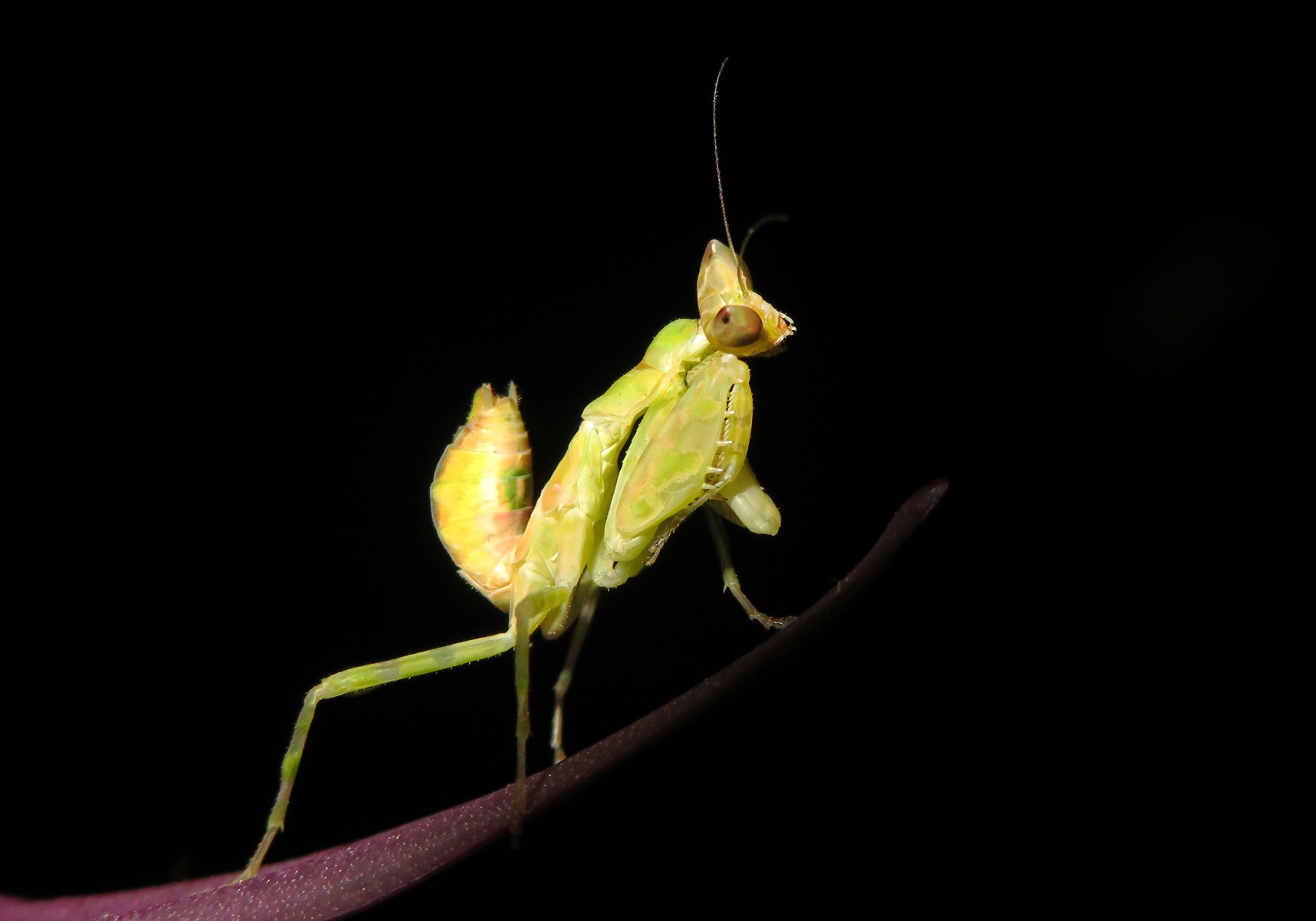 Flower mantis (Family Hymenopodidae) - Bali Wildlife