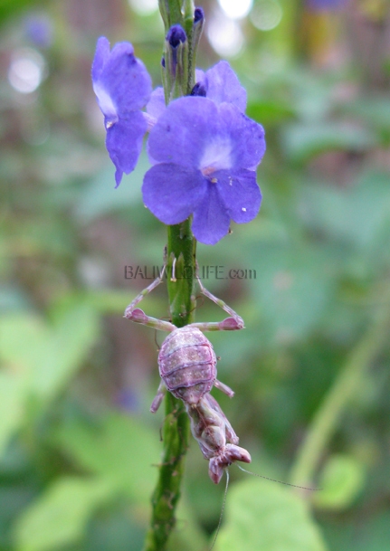 Flower mantis (Family Hymenopodidae) - Bali Wildlife