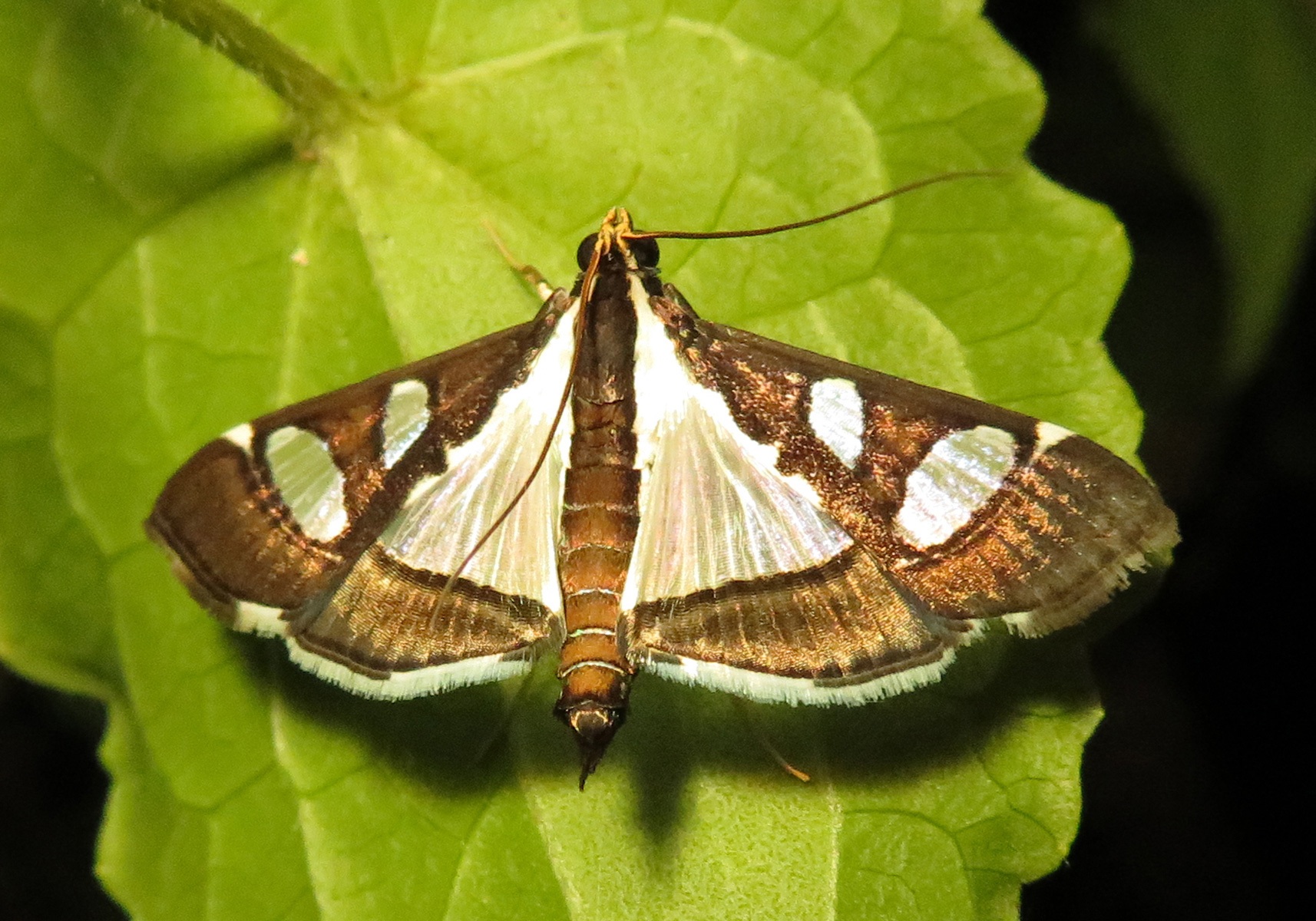 Pearl Moth (Family Crambidae) - Bali Wildlife