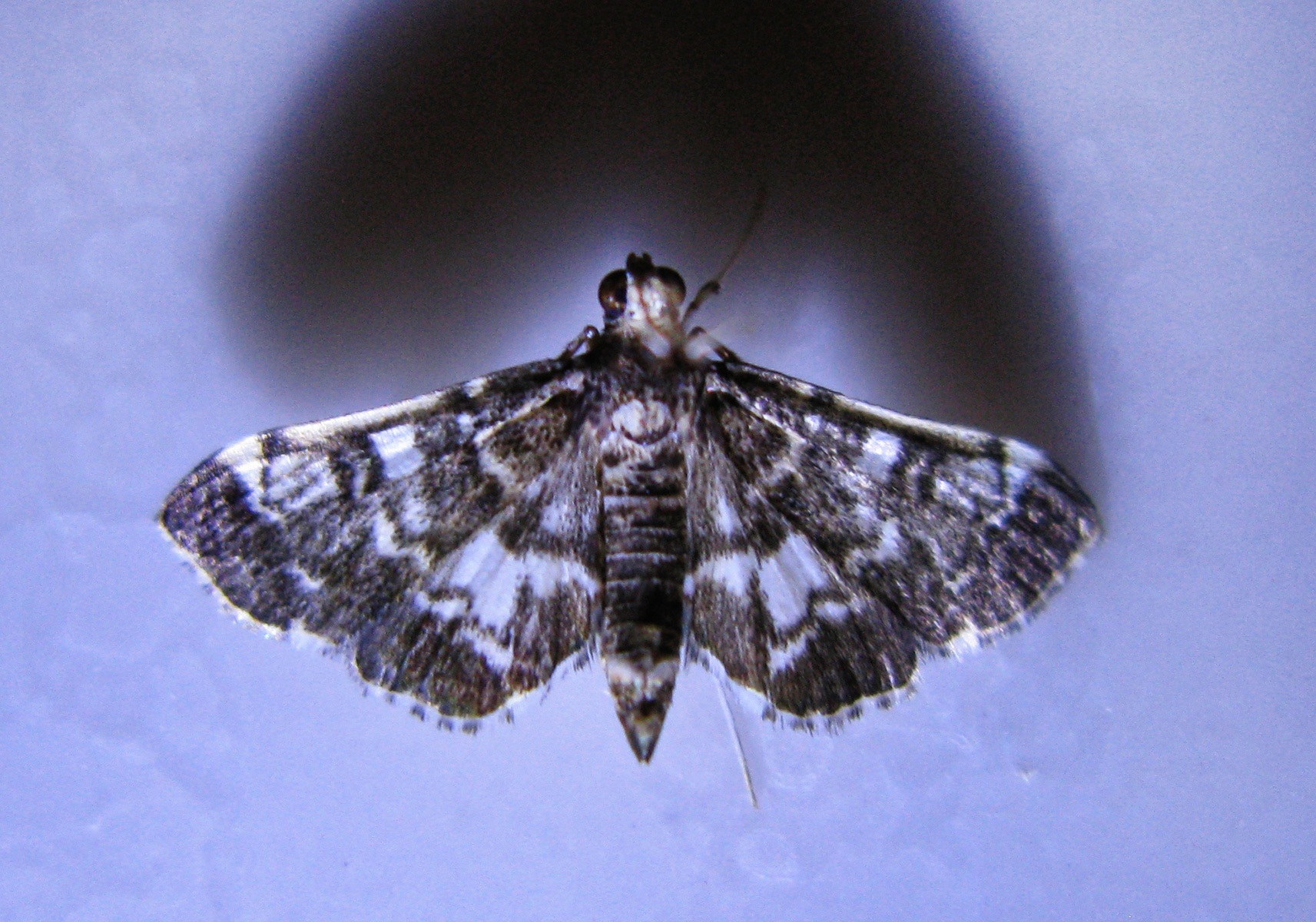 Pearl Moth (Family Crambidae) - Bali Wildlife