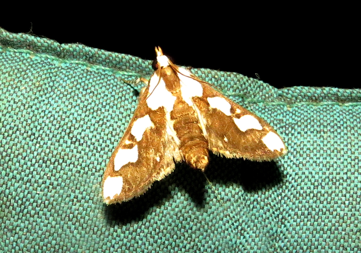 Pearl Moth (Family Crambidae) - Bali Wildlife