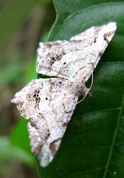 Geometer Moths (Family Geometridae) - Bali Wildlife