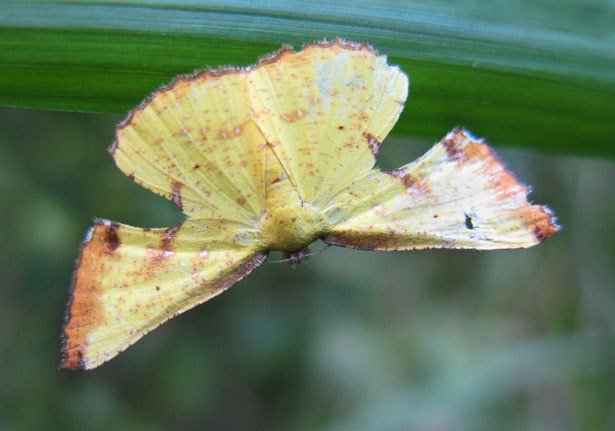 Geometer Moths (Family Geometridae) - Bali Wildlife
