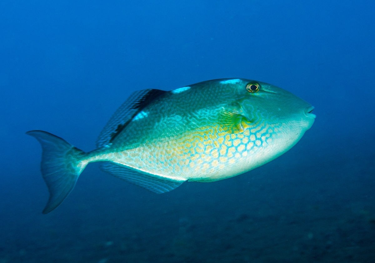 Starry Triggerfish (Abalistes stellatus) - Bali Wildlife