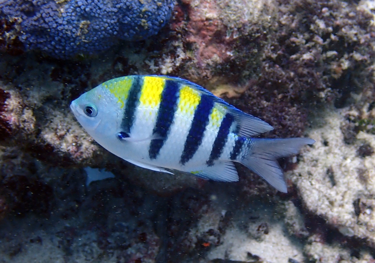 Sergeant Major Damselfish