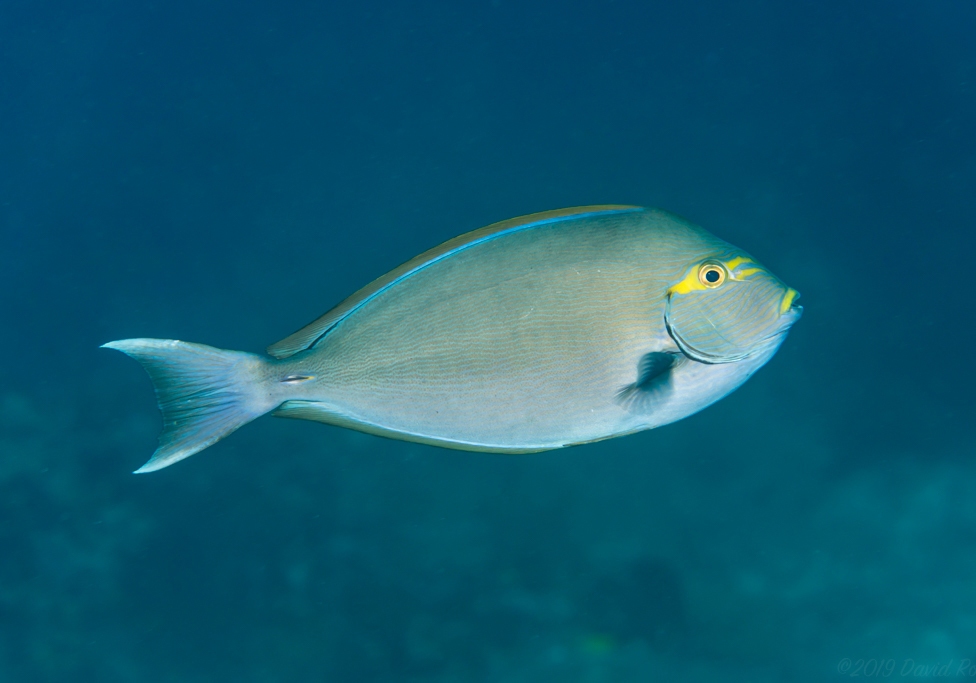Yellowmask Surgeonfish (Acanthurus mata) - Bali Wildlife