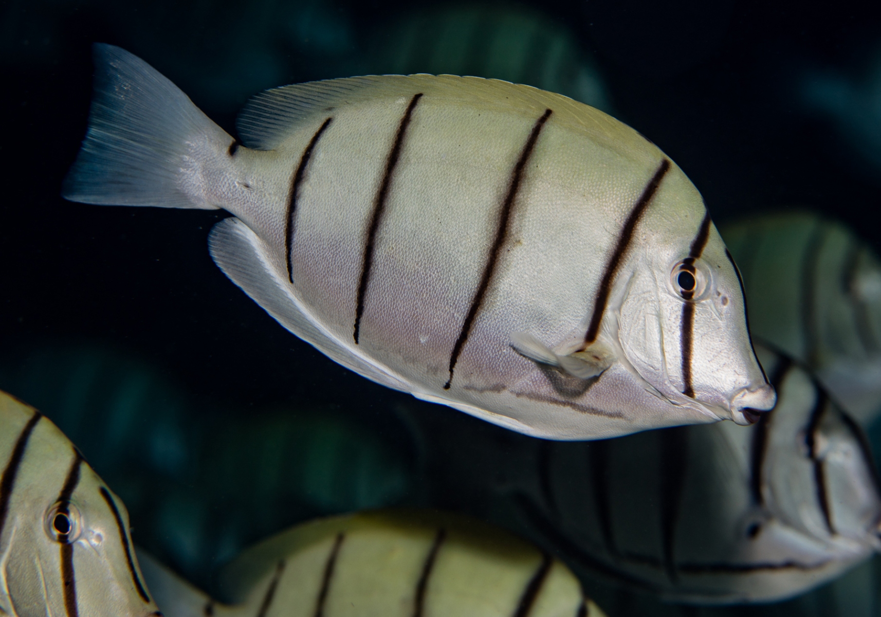 Convict Surgeonfish (Acanthurus triostegus) - Bali Wildlife