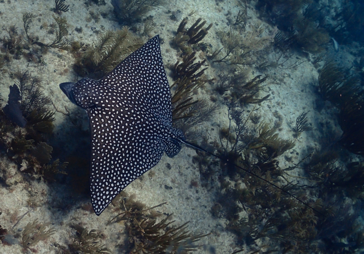 Pari Elang Tutul (Aetobatus narinari) - Bali Wildlife