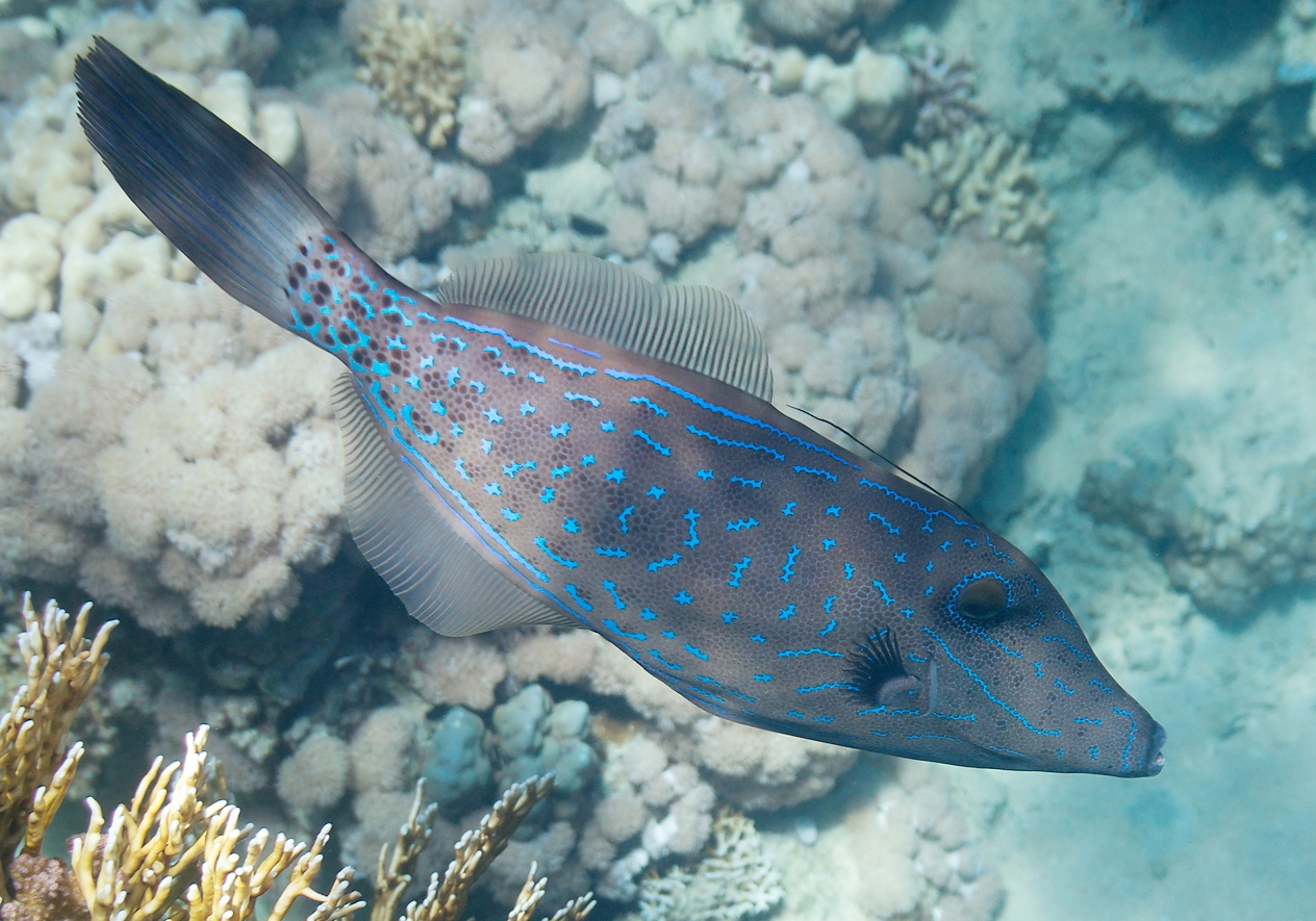 Scrawled Filefish (Aluterus scriptus) - Bali Wildlife