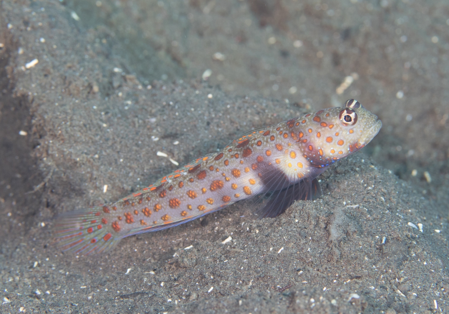 Spotted Shrimpgoby (Amblyeleotris guttata) - Bali Wildlife