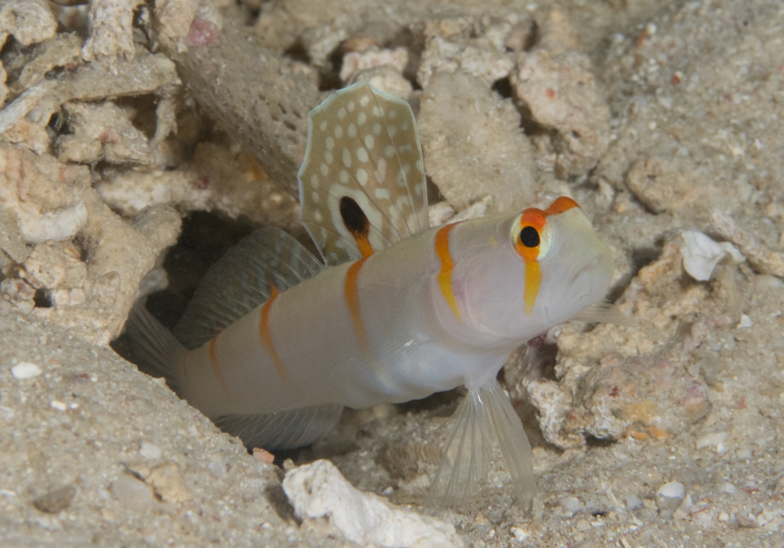 Sailfin Shrimpgoby (Amblyeleotris randalli) - Bali Wildlife