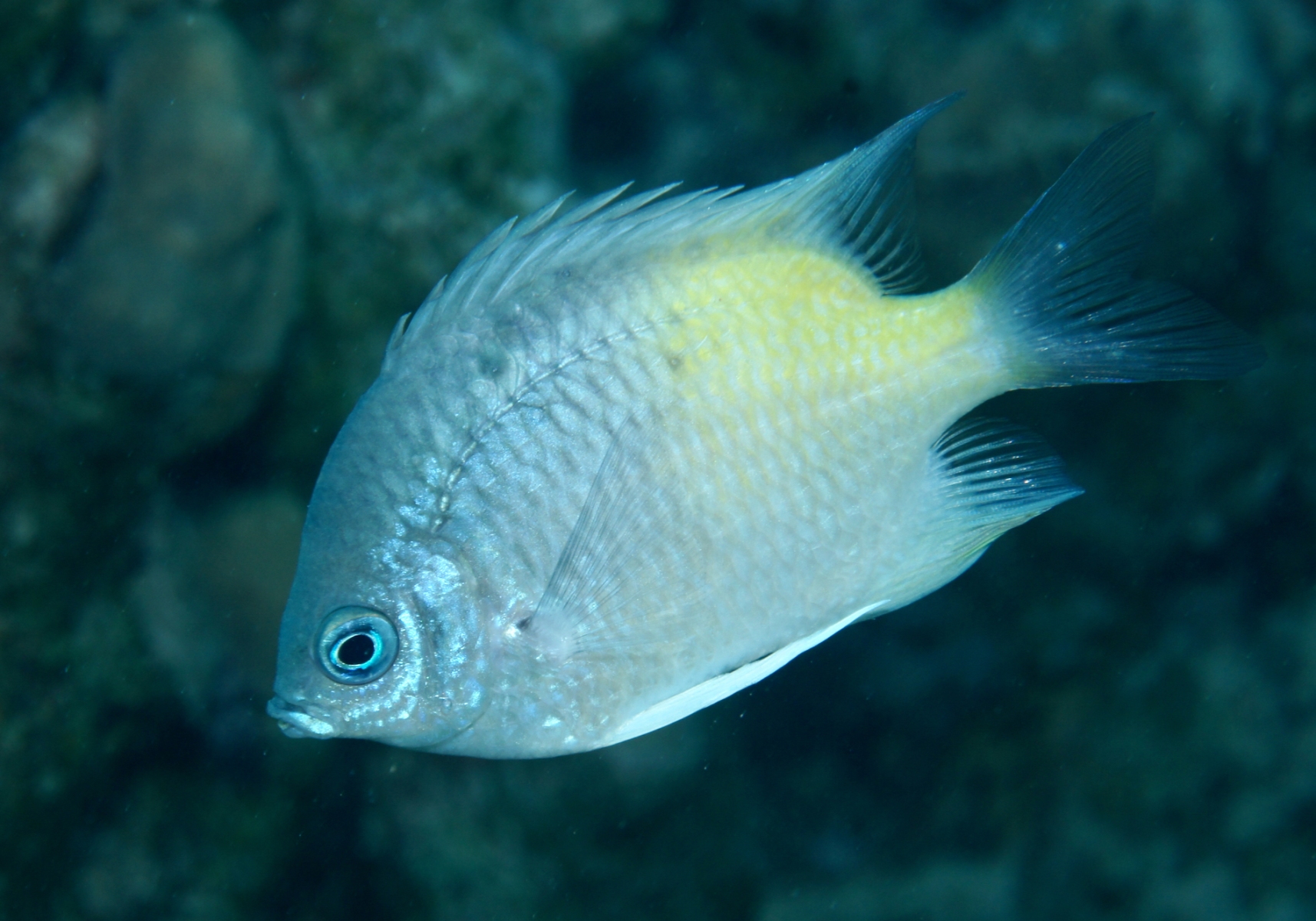 Yellow-side Damselfish (Amblyglyphidodon flavilatus) - Bali Wildlife