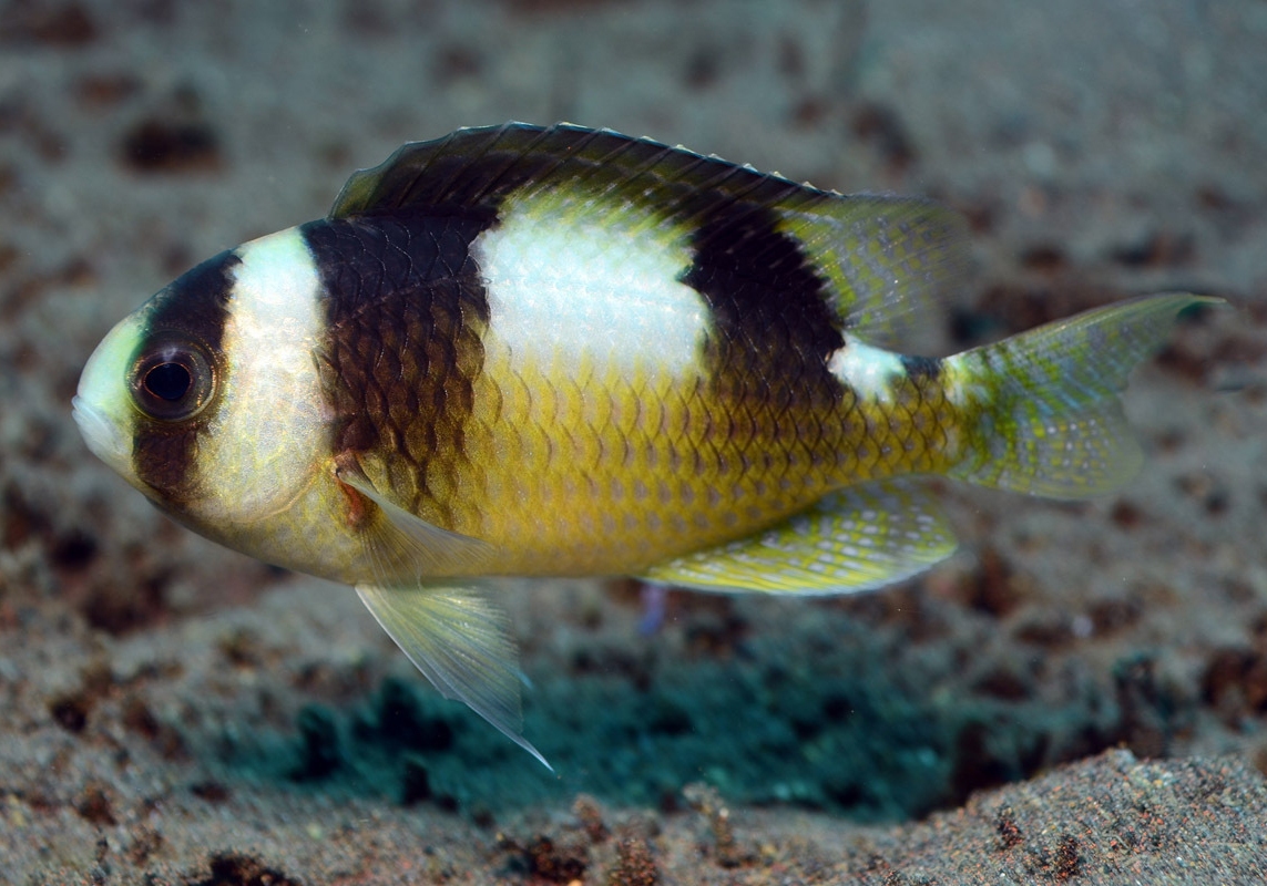 Blackbanded Damsel (Amblypomacentrus breviceps) - Bali Wildlife