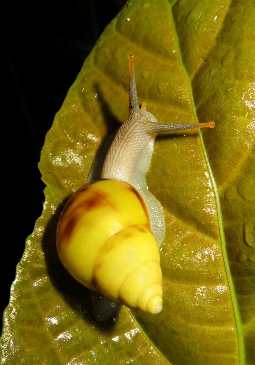 Camaenid Land Snails (Amphidromus perversus) - Bali Wildlife