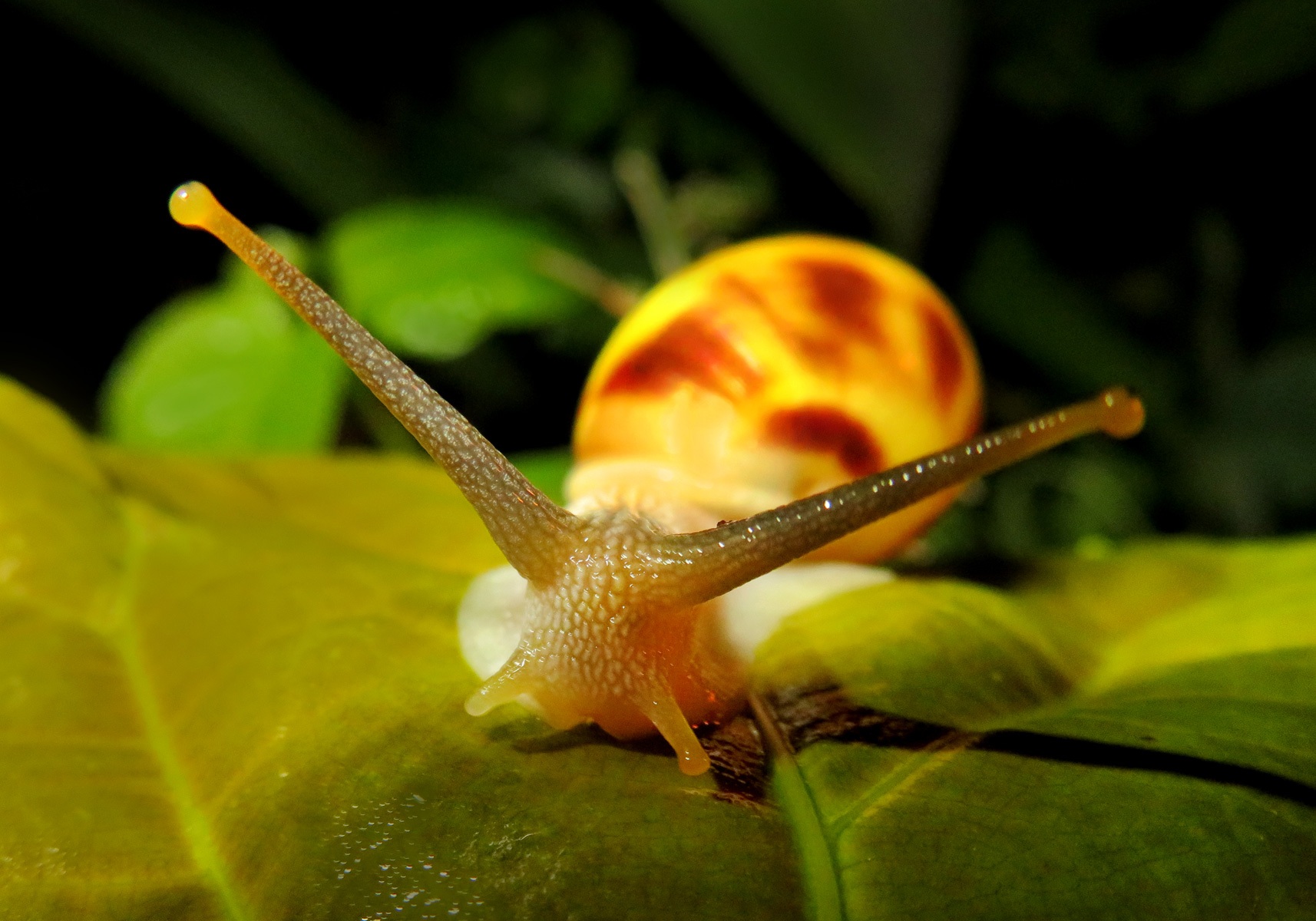 Camaenid Land Snails (Amphidromus perversus) - Bali Wildlife