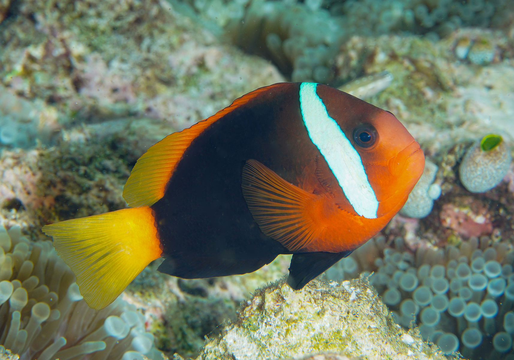 AMPHIPRION MELANOPUS | REEF AQUARIUM