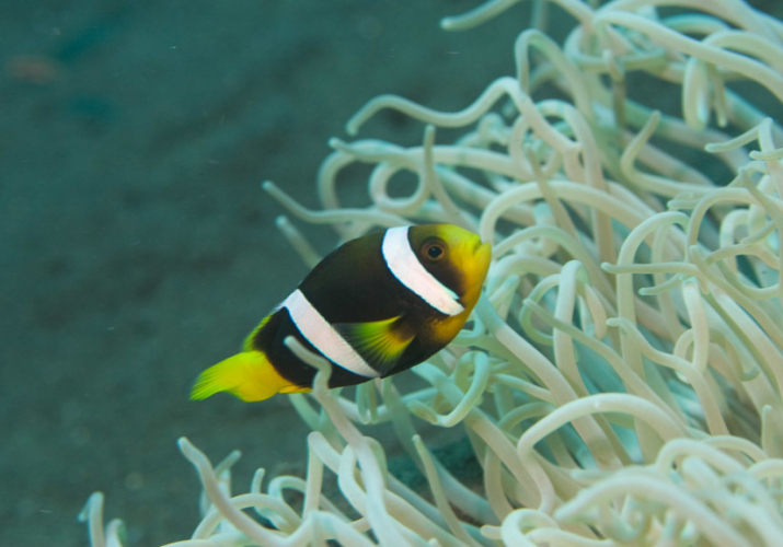 Sebae Anemonefish (Amphiprion sebae) - Bali Wildlife