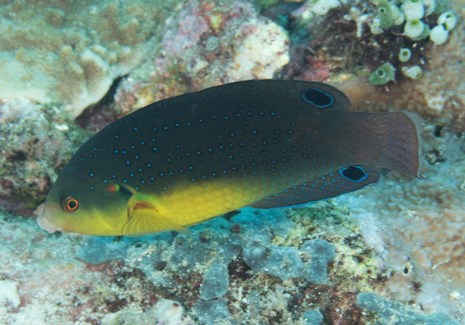 Yellowbreast Wrasse (Anampses twistii) - Bali Wildlife
