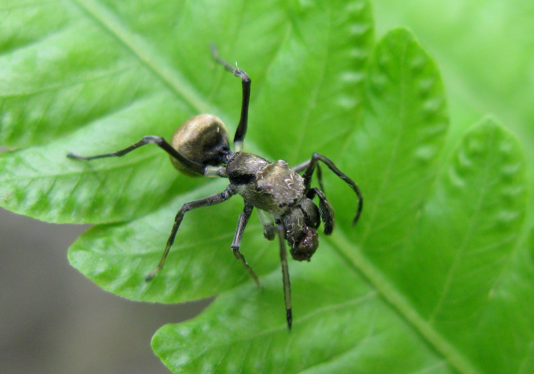 Ant-mimicking Jumping Spider (Toxeus maxillosus) - Bali Wildlife