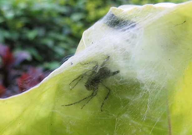 Ant-mimicking Jumping Spider (Toxeus maxillosus) - Bali Wildlife