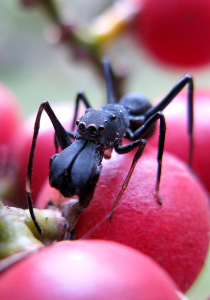 Ant-mimicking Jumping Spider (Toxeus maxillosus) - Bali Wildlife