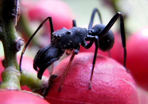 Ant-mimicking Jumping Spider (Toxeus maxillosus) - Bali Wildlife