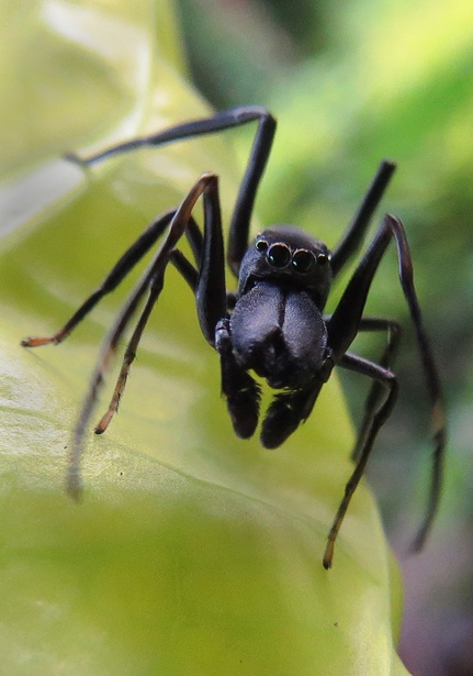 Ant-mimicking Jumping Spider (Toxeus maxillosus) - Bali Wildlife
