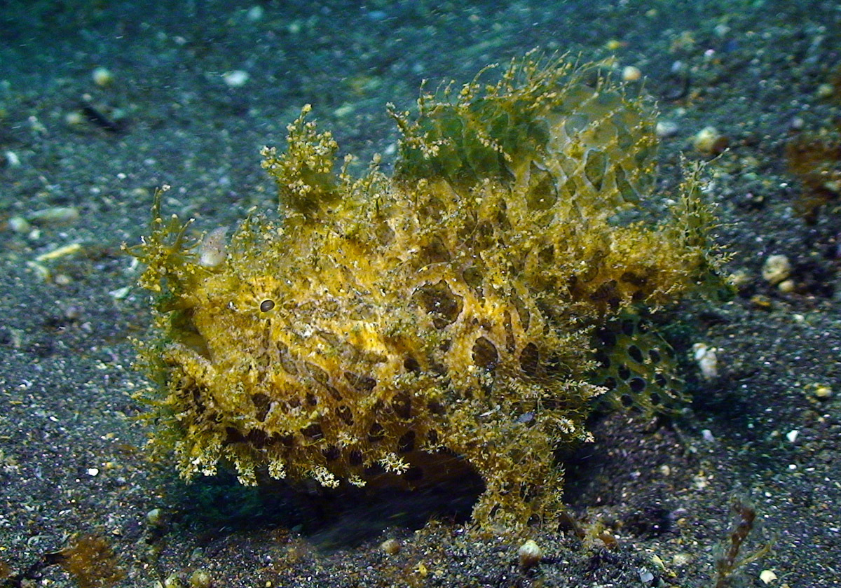 Shaggy Anglerfish (Antennarius hispidus) - Bali Wildlife